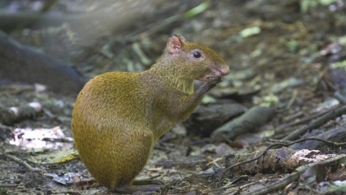 Como criar cutia – Celeiro do Brasil