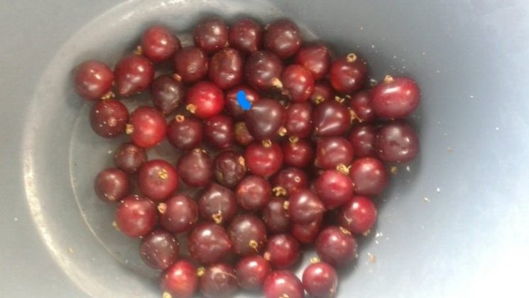 Conheça a ubaia-rubi-da-amazônia – Celeiro do Brasil