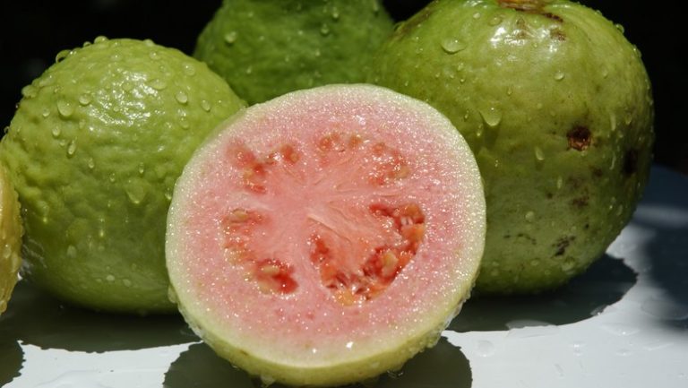 7 dúvidas sobre o plantio de goiaba – Celeiro do Brasil