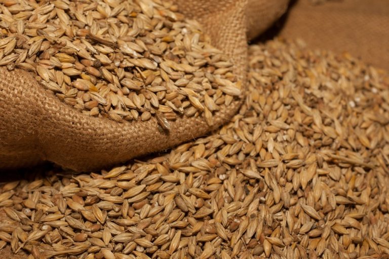 Os 11 Benefícios da Cevada Para Saúde – Celeiro do Brasil