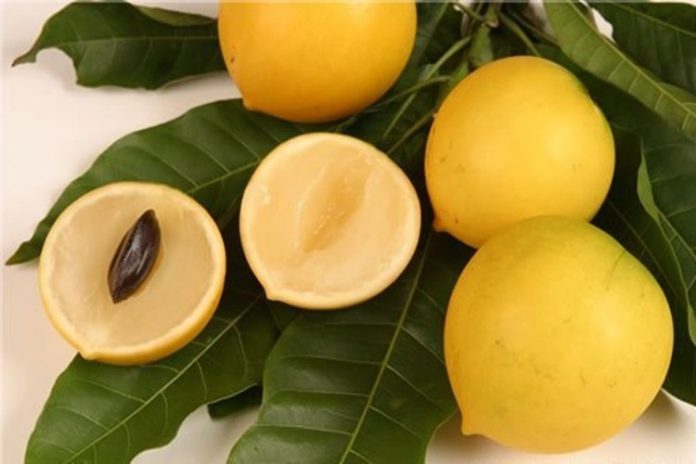 Os 11 Benefícios da Abiu Para Saúde – Celeiro do Brasil