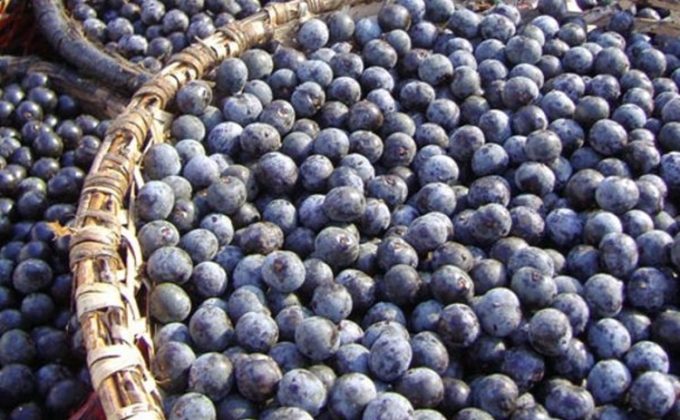 Os 12 Benefícios da Bacaba Para Saúde – Celeiro do Brasil