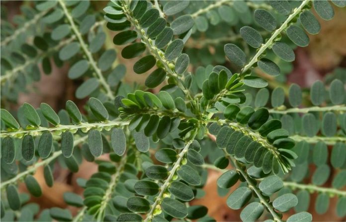 Chá de Quebra Pedra – Usos, Benefícios e Efeitos Colaterais – Celeiro ...