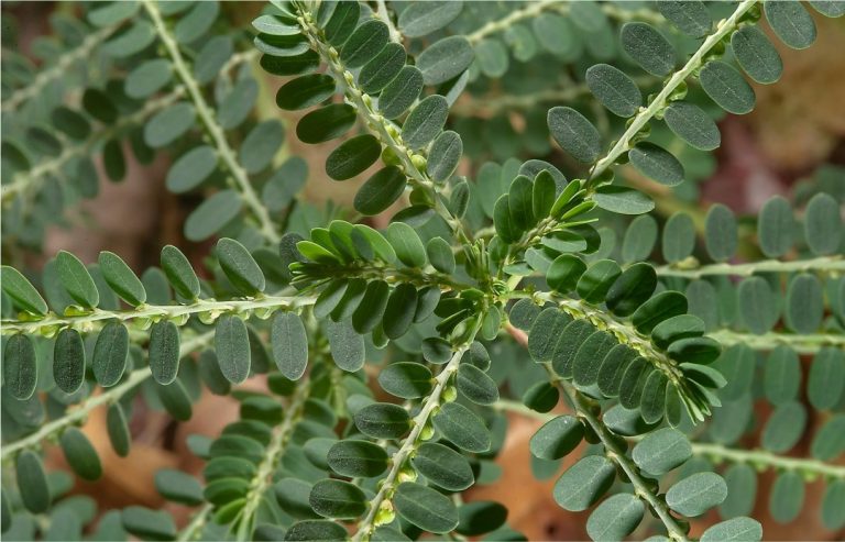 Chá de Quebra Pedra – Usos, Benefícios e Efeitos Colaterais – Celeiro ...