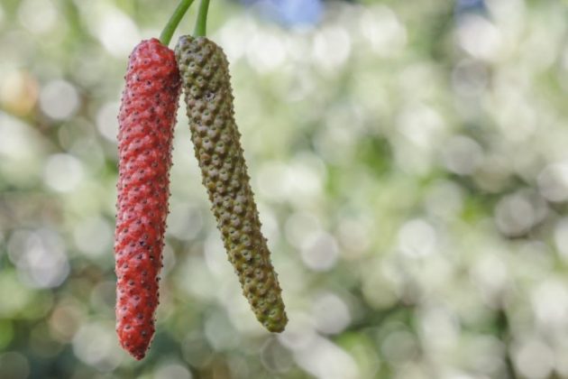 Os 13 Benefícios da Pimenta Longa Indiana Para Saúde – Celeiro do Brasil