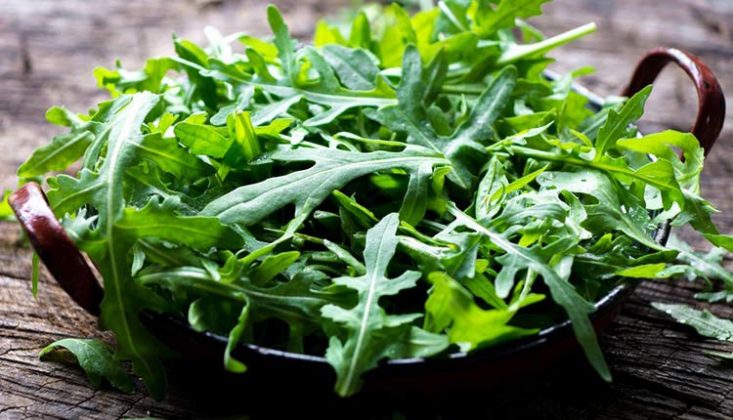 Os 13 Benefícios da Rúcula Para Saúde – Celeiro do Brasil