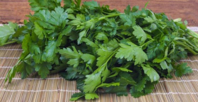 Os 11 Benefícios do Salsão Para Saúde – Celeiro do Brasil