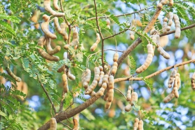 Tamarindo – Benefícios, Propriedades e Efeitos Colaterais! – Celeiro do ...