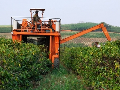 Mecanização chega ao café conillon – Celeiro do Brasil