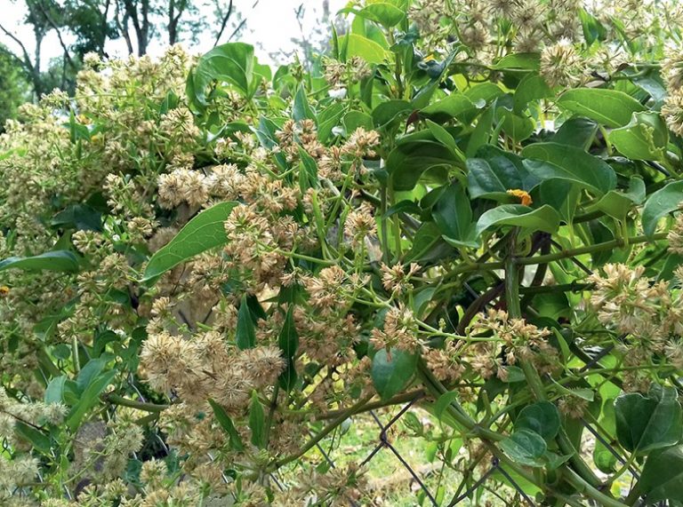 Como plantar guaco – Celeiro do Brasil